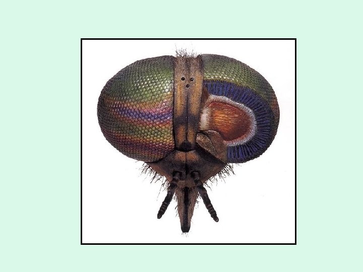 MORFOLOGIA EXTERNA DOS INSETOS ENTOMOLOGIA GERAL I Importncia