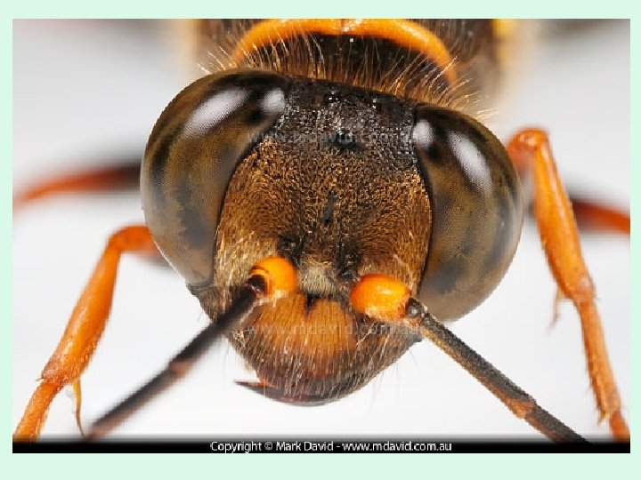 MORFOLOGIA EXTERNA DOS INSETOS ENTOMOLOGIA GERAL I Importncia