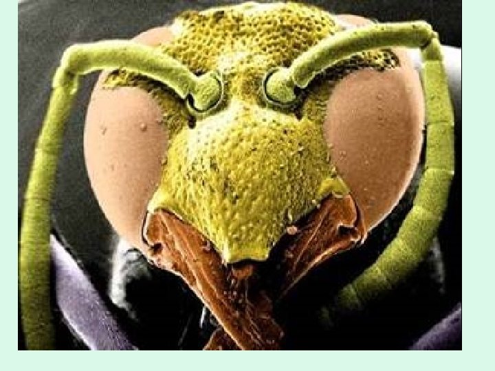 MORFOLOGIA EXTERNA DOS INSETOS ENTOMOLOGIA GERAL I Importncia