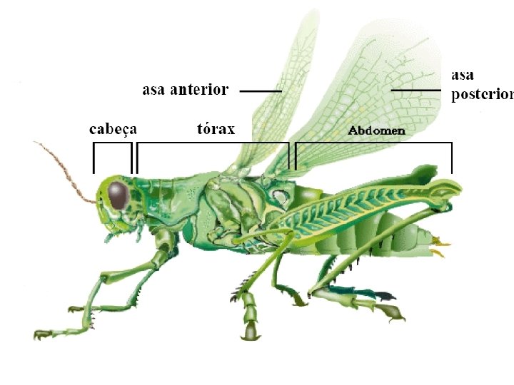 MORFOLOGIA EXTERNA DOS INSETOS ENTOMOLOGIA GERAL I Importncia