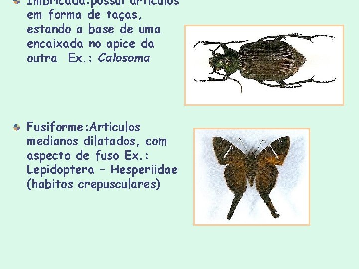 MORFOLOGIA EXTERNA DOS INSETOS ENTOMOLOGIA GERAL I Importncia