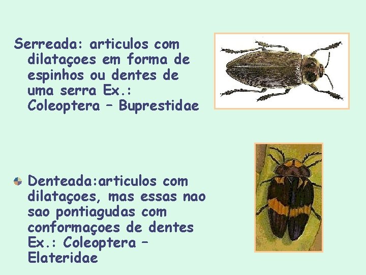 MORFOLOGIA EXTERNA DOS INSETOS ENTOMOLOGIA GERAL I Importncia