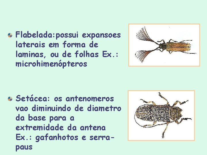 MORFOLOGIA EXTERNA DOS INSETOS ENTOMOLOGIA GERAL I Importncia