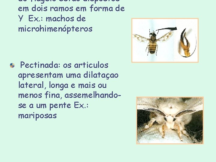 MORFOLOGIA EXTERNA DOS INSETOS ENTOMOLOGIA GERAL I Importncia