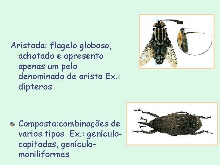 MORFOLOGIA EXTERNA DOS INSETOS ENTOMOLOGIA GERAL I Importncia