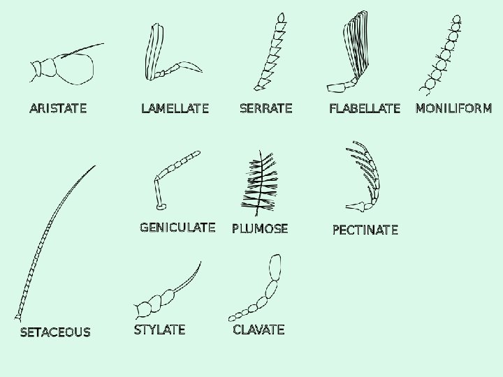 MORFOLOGIA EXTERNA DOS INSETOS ENTOMOLOGIA GERAL I Importncia