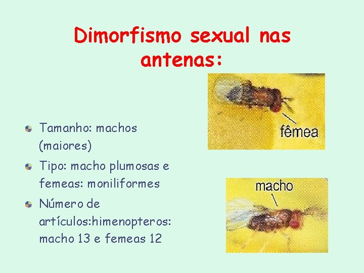 MORFOLOGIA EXTERNA DOS INSETOS ENTOMOLOGIA GERAL I Importncia