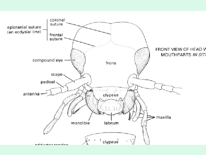 MORFOLOGIA EXTERNA DOS INSETOS ENTOMOLOGIA GERAL I Importncia