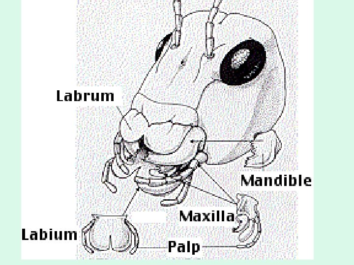 MORFOLOGIA EXTERNA DOS INSETOS ENTOMOLOGIA GERAL I Importncia