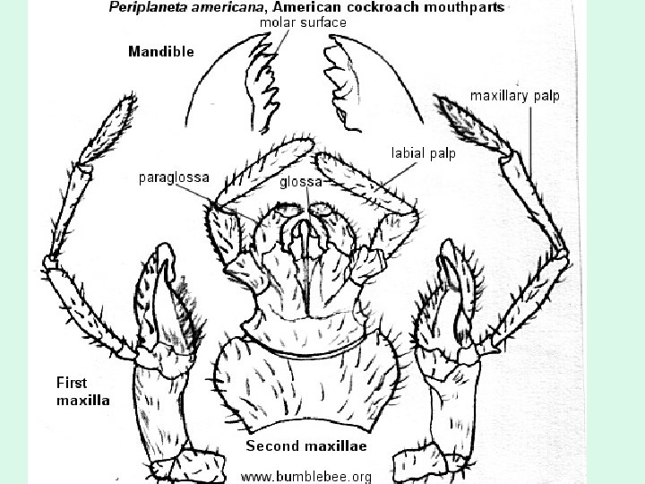 MORFOLOGIA EXTERNA DOS INSETOS ENTOMOLOGIA GERAL I Importncia