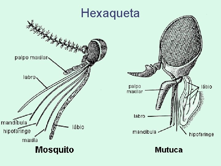 MORFOLOGIA EXTERNA DOS INSETOS ENTOMOLOGIA GERAL I Importncia