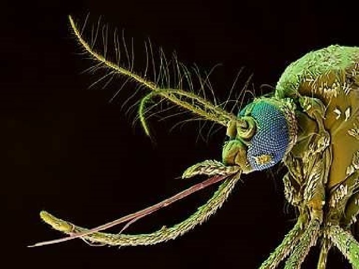 MORFOLOGIA EXTERNA DOS INSETOS ENTOMOLOGIA GERAL I Importncia