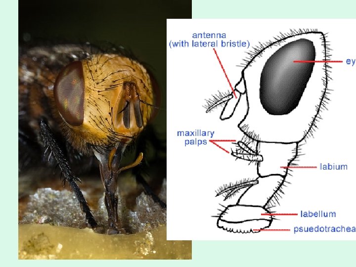 MORFOLOGIA EXTERNA DOS INSETOS ENTOMOLOGIA GERAL I Importncia