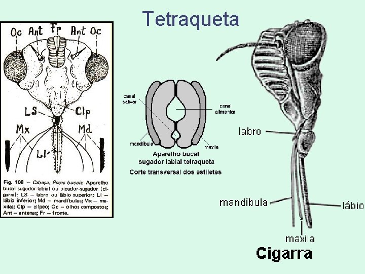 MORFOLOGIA EXTERNA DOS INSETOS ENTOMOLOGIA GERAL I Importncia