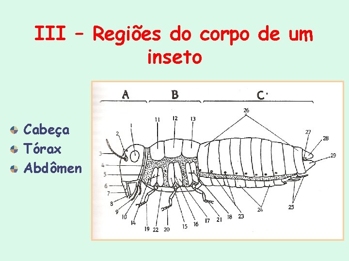 MORFOLOGIA EXTERNA DOS INSETOS ENTOMOLOGIA GERAL I Importncia
