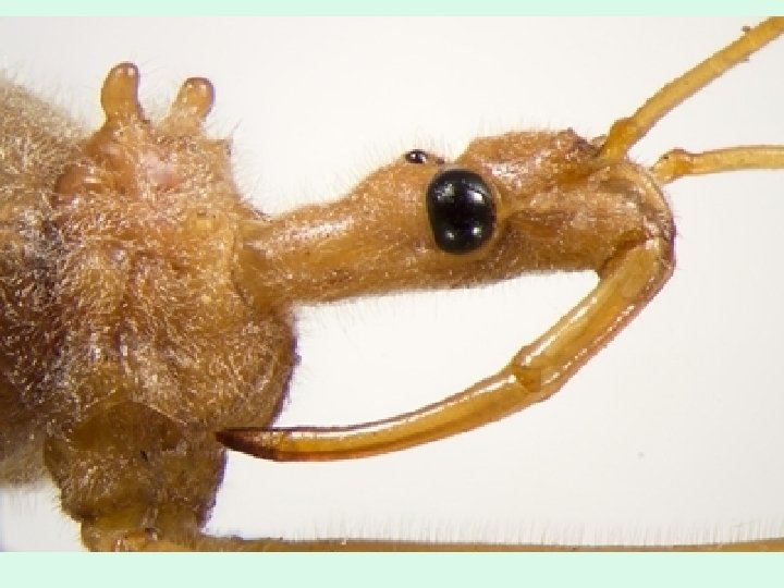 MORFOLOGIA EXTERNA DOS INSETOS ENTOMOLOGIA GERAL I Importncia