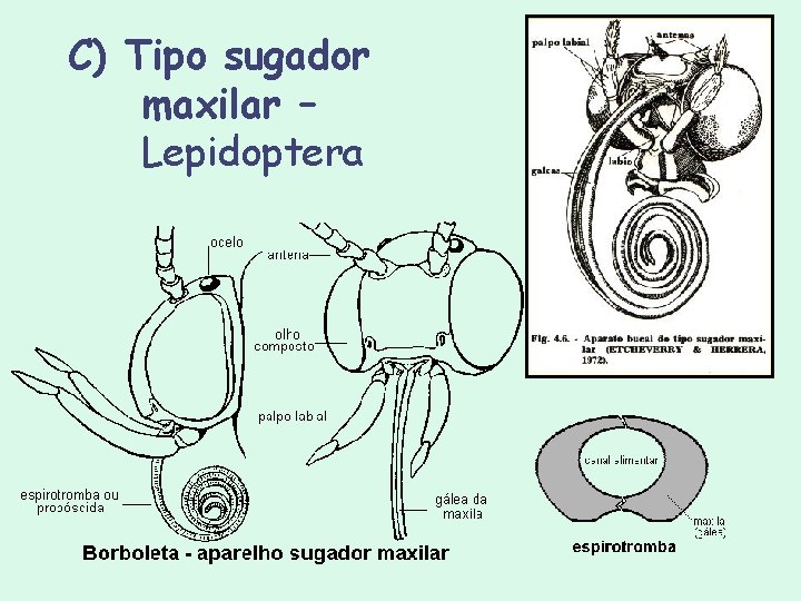 MORFOLOGIA EXTERNA DOS INSETOS ENTOMOLOGIA GERAL I Importncia