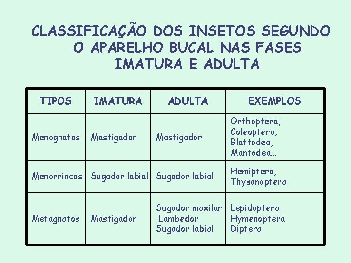 MORFOLOGIA EXTERNA DOS INSETOS ENTOMOLOGIA GERAL I Importncia