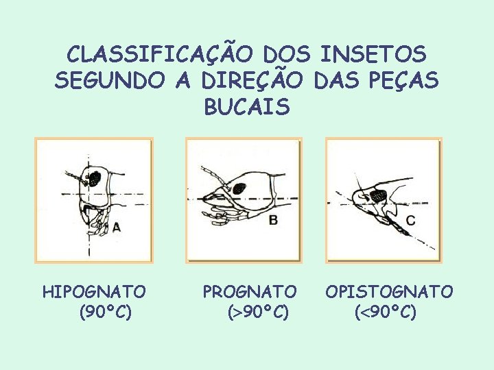 MORFOLOGIA EXTERNA DOS INSETOS ENTOMOLOGIA GERAL I Importncia
