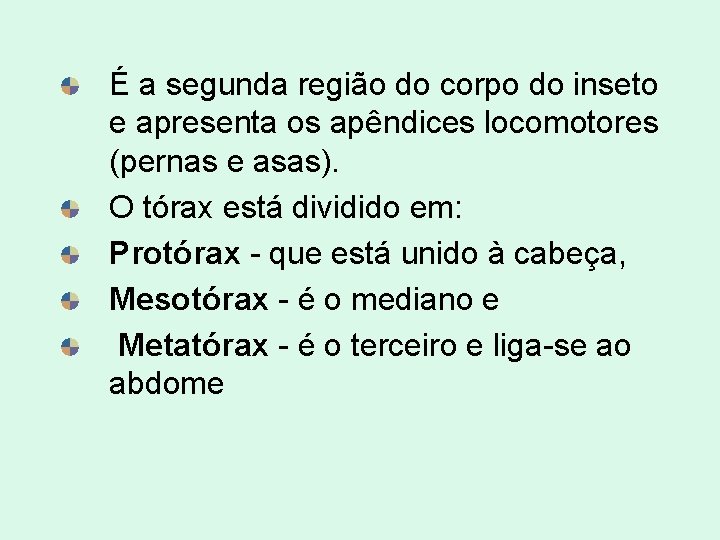 MORFOLOGIA EXTERNA DOS INSETOS ENTOMOLOGIA GERAL I Importncia