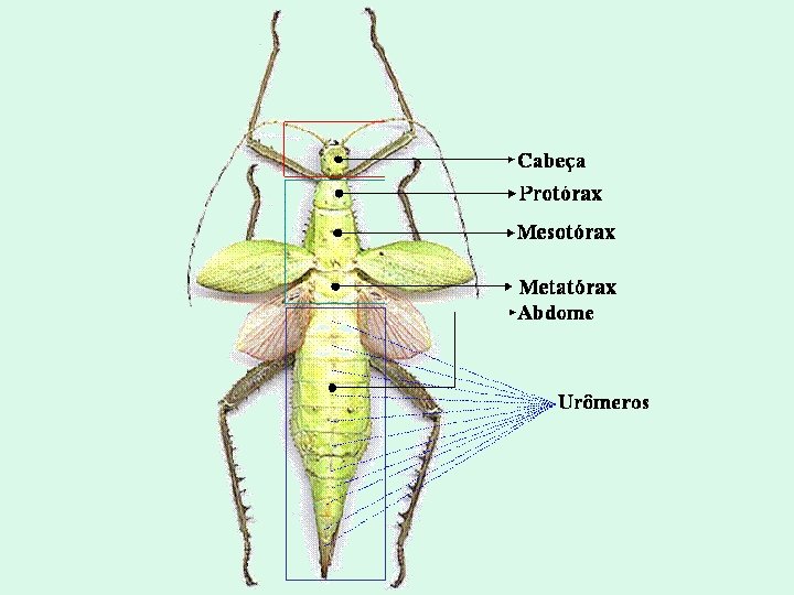 MORFOLOGIA EXTERNA DOS INSETOS ENTOMOLOGIA GERAL I Importncia
