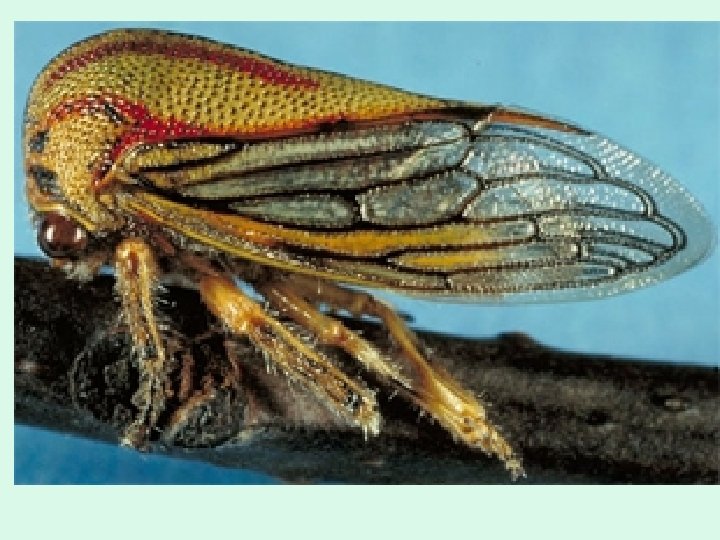 MORFOLOGIA EXTERNA DOS INSETOS ENTOMOLOGIA GERAL I Importncia