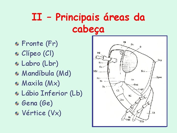 MORFOLOGIA EXTERNA DOS INSETOS ENTOMOLOGIA GERAL I Importncia
