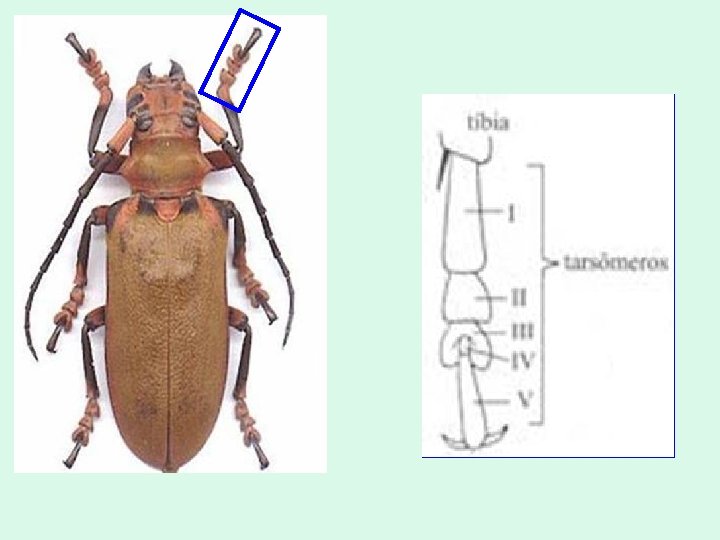 MORFOLOGIA EXTERNA DOS INSETOS ENTOMOLOGIA GERAL I Importncia