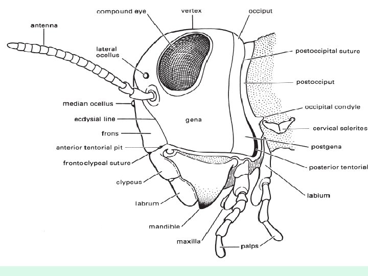 MORFOLOGIA EXTERNA DOS INSETOS ENTOMOLOGIA GERAL I Importncia
