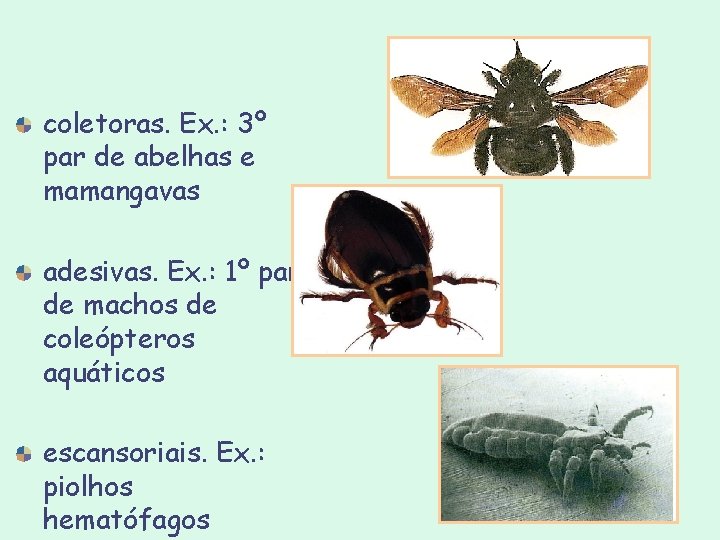 MORFOLOGIA EXTERNA DOS INSETOS ENTOMOLOGIA GERAL I Importncia