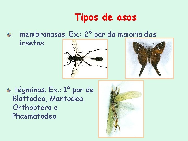 MORFOLOGIA EXTERNA DOS INSETOS ENTOMOLOGIA GERAL I Importncia