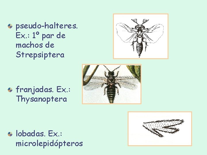 MORFOLOGIA EXTERNA DOS INSETOS ENTOMOLOGIA GERAL I Importncia