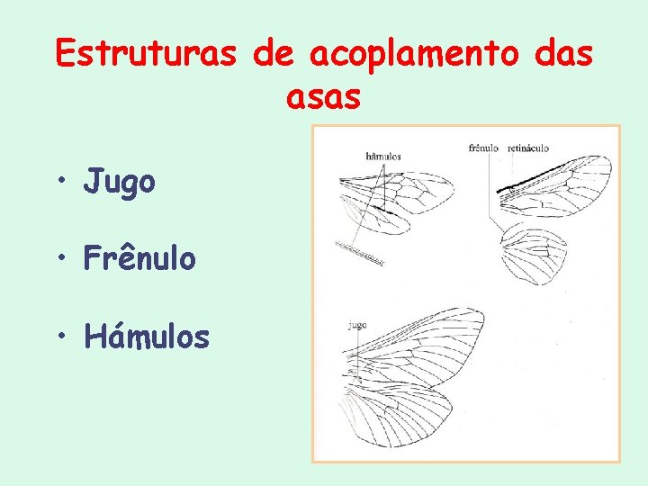 MORFOLOGIA EXTERNA DOS INSETOS ENTOMOLOGIA GERAL I Importncia