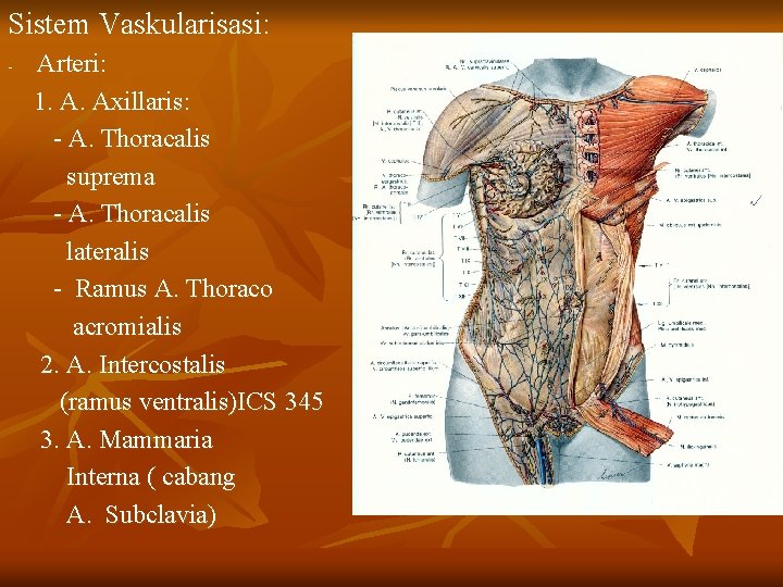 GLANDULA MAMMAE Kelenjar Buah Dada Oleh dr Ibrahim