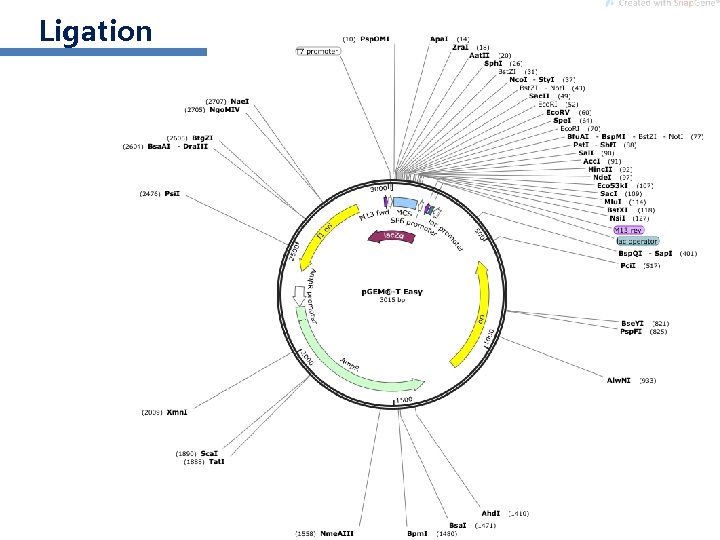 Ligation Gene cloning 1 DNA extraction as blood