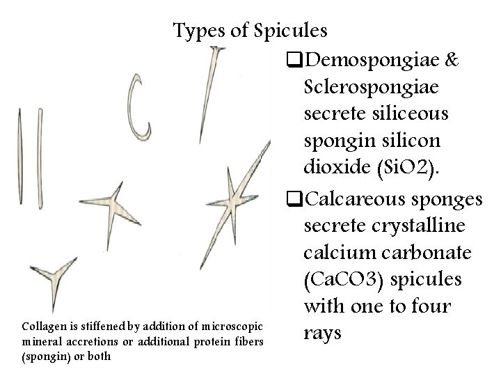 ZLY 303 Phylum Porifera Phylum Porifera Sponges 5000