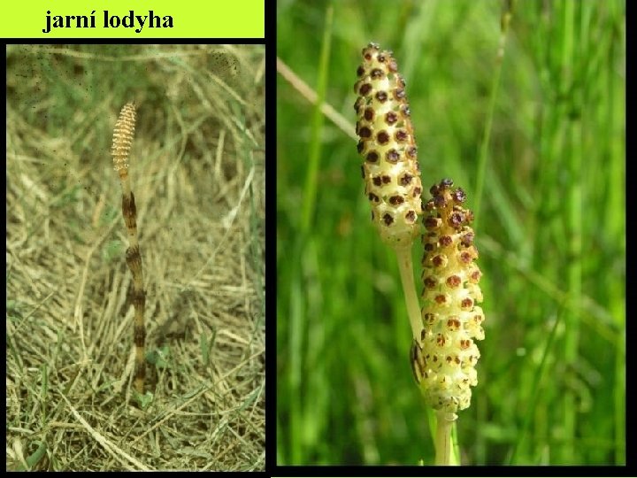 Kapraorosty Pteridophyta KAPRAOROSTY PTERIDOPHYTA kapraorosty tvo ...