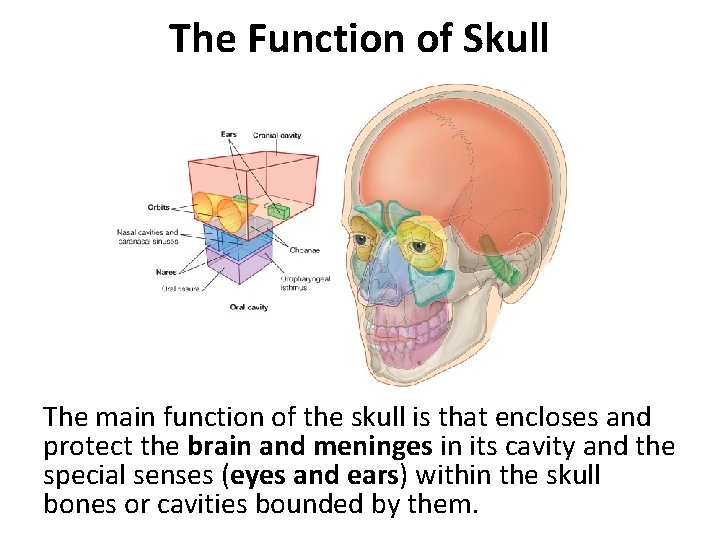 The Skull The Skull Cranium The Skull Is