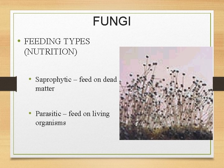 FUNGI FUNGI COMMON FUNGI EXAMPLES Mushrooms yeasts molds