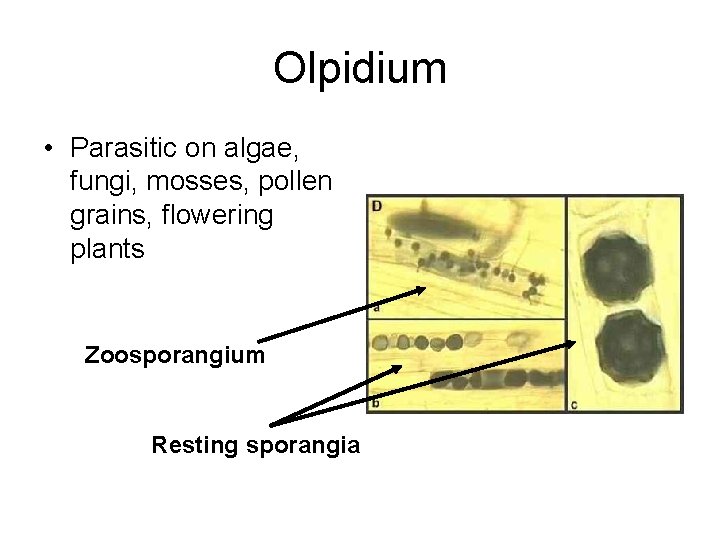 Plant Pathology Fungi as Disease Organisms Slime Moulds