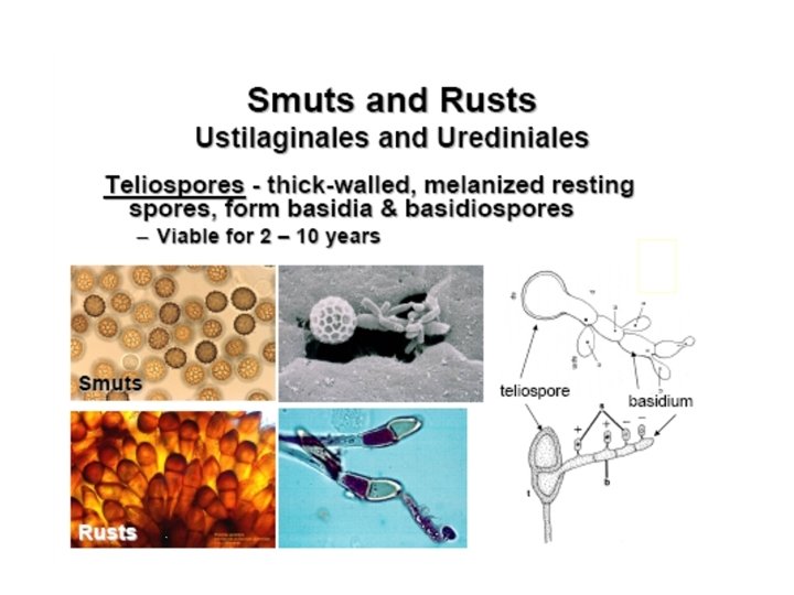 Plant Pathology Fungi as Disease Organisms Slime Moulds