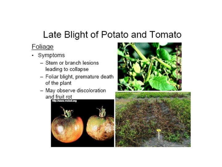 Plant Pathology Fungi as Disease Organisms Slime Moulds