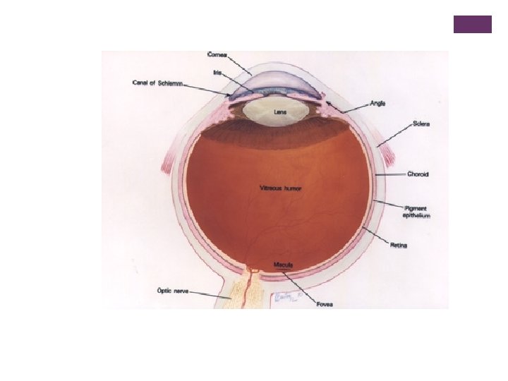 Structure and Function of the Eye SPE 516