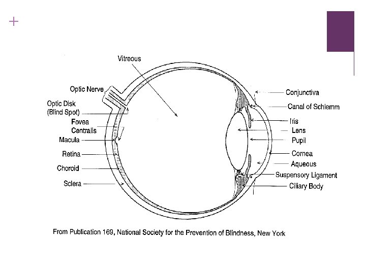 Structure and Function of the Eye SPE 516