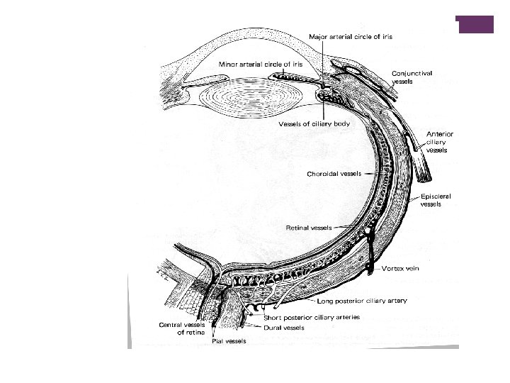 Structure and Function of the Eye SPE 516