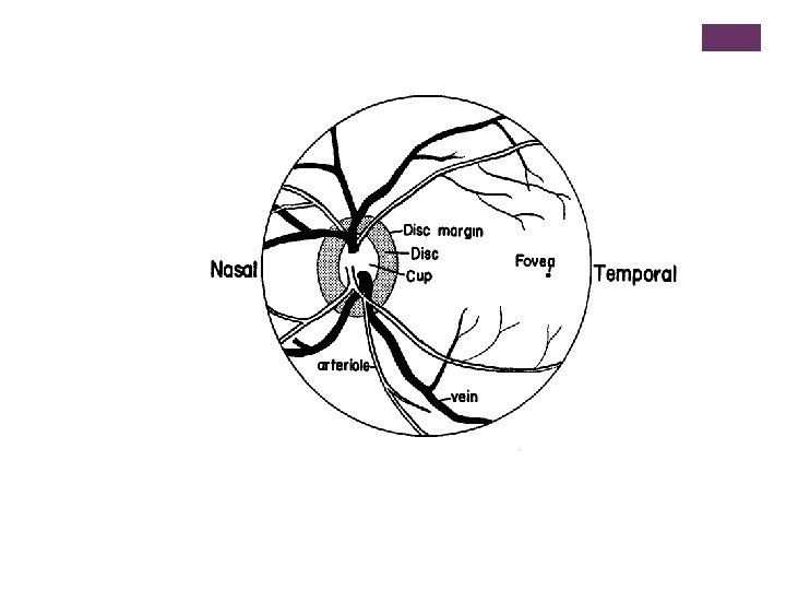 Structure and Function of the Eye SPE 516