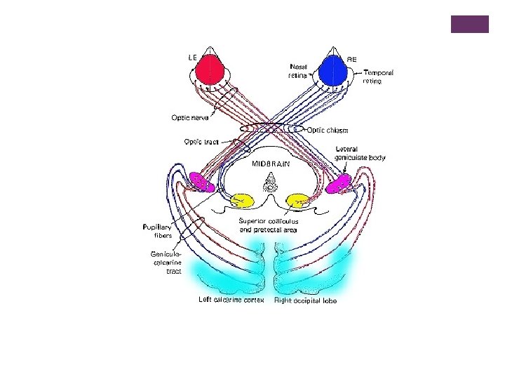 Structure and Function of the Eye SPE 516