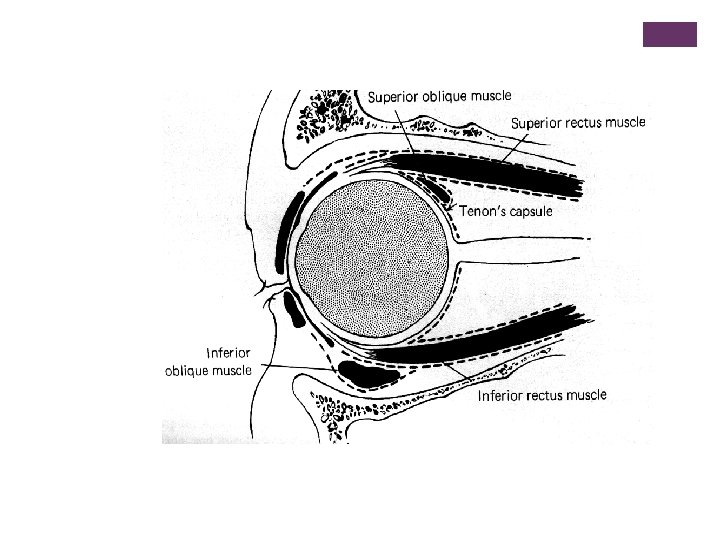 Structure and Function of the Eye SPE 516