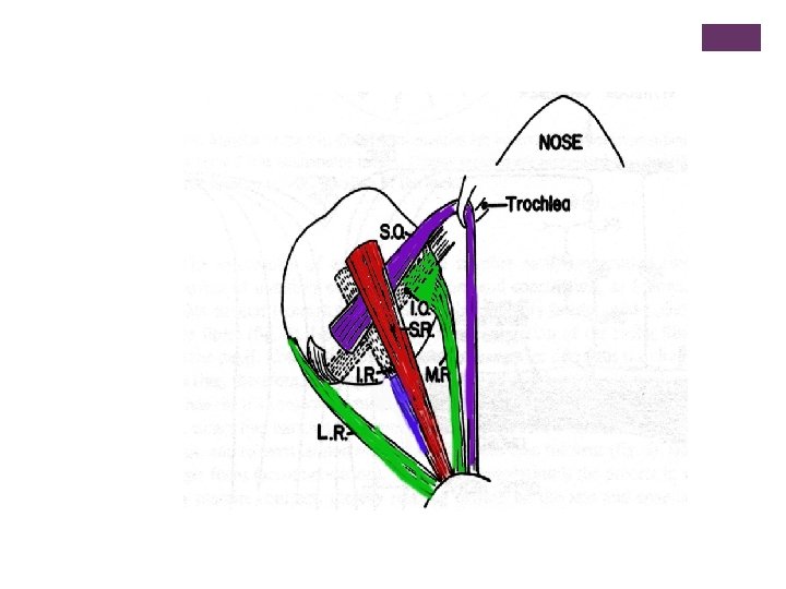 Structure and Function of the Eye SPE 516