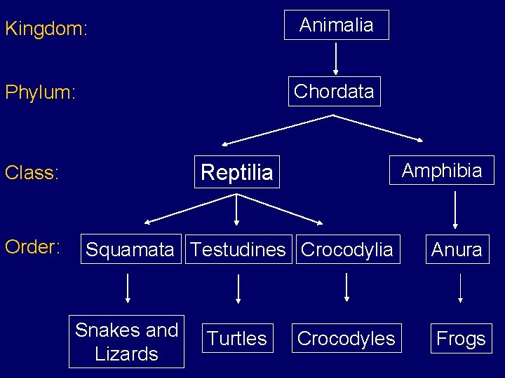Amphibians and Reptiles of Belize Blue Creek South